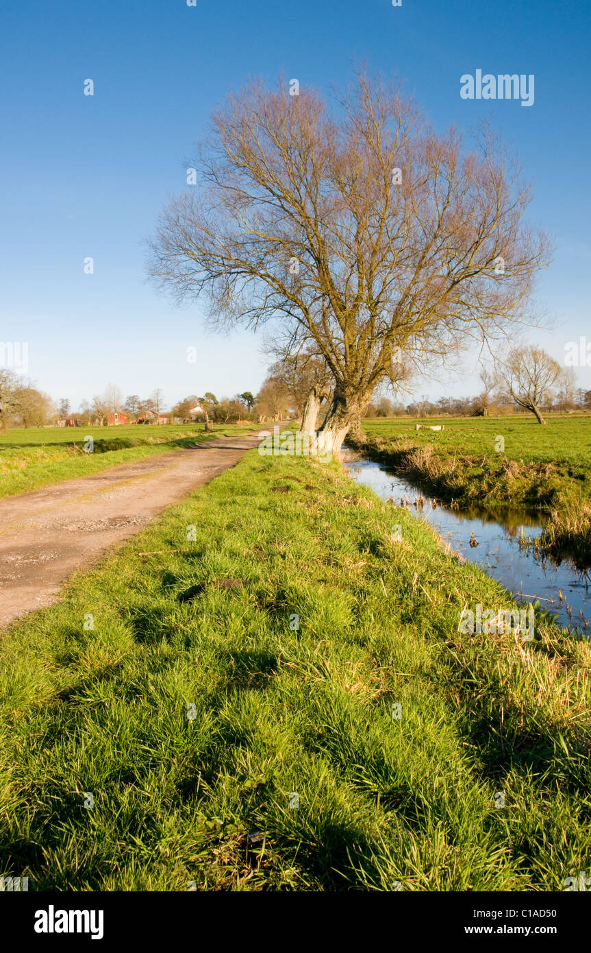 Landscape of the Somerset Levels, UK Stock Photo - Alamy