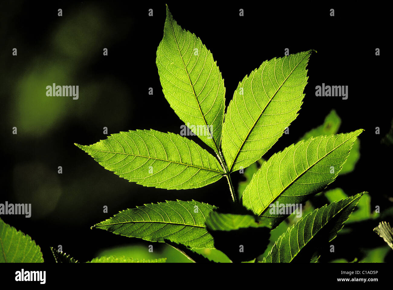 leaf of ash tree Stock Photo - Alamy