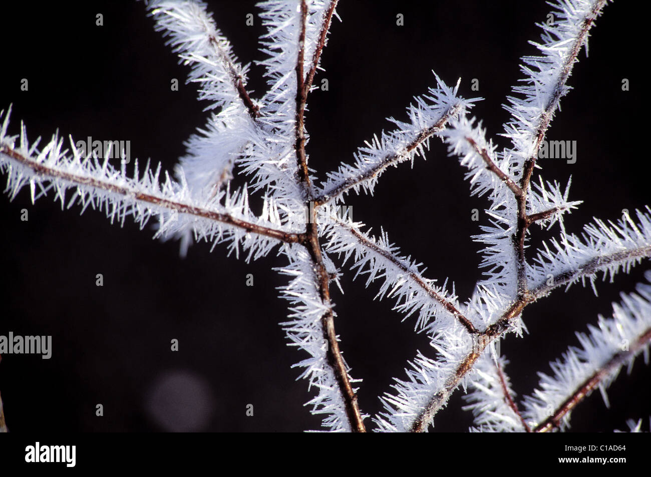 Frost branch hi-res stock photography and images - Alamy