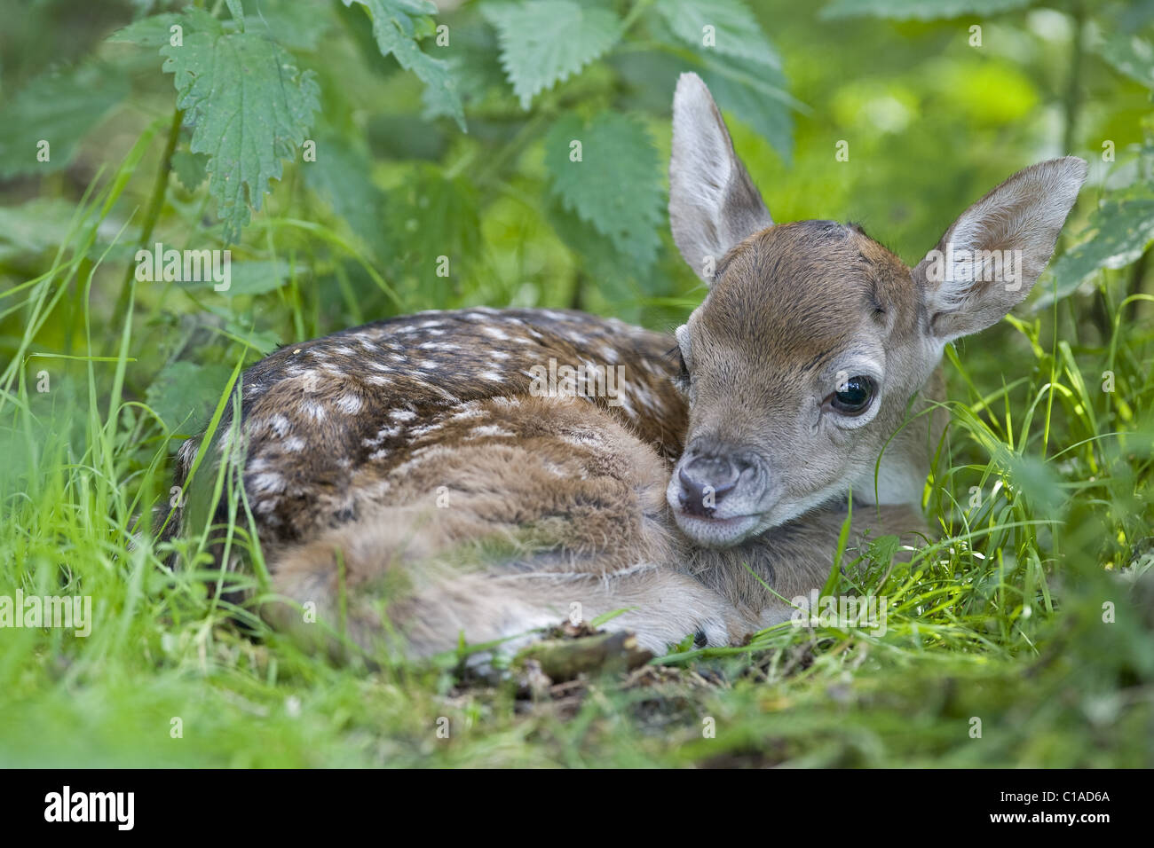 With her fawn hi-res stock photography and images - Alamy