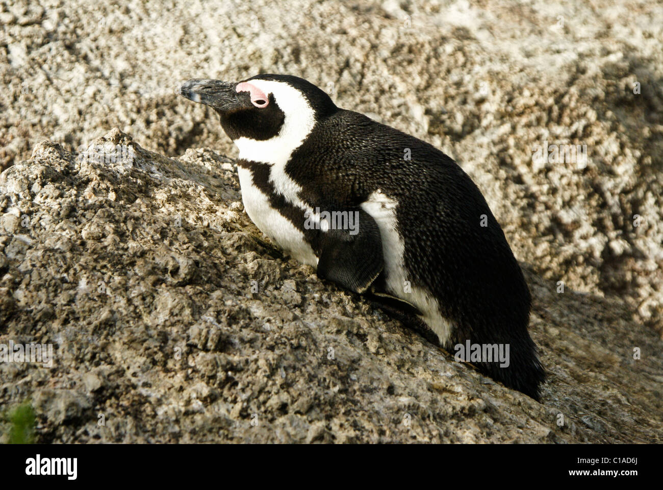 Jackass face hi-res stock photography and images - Alamy