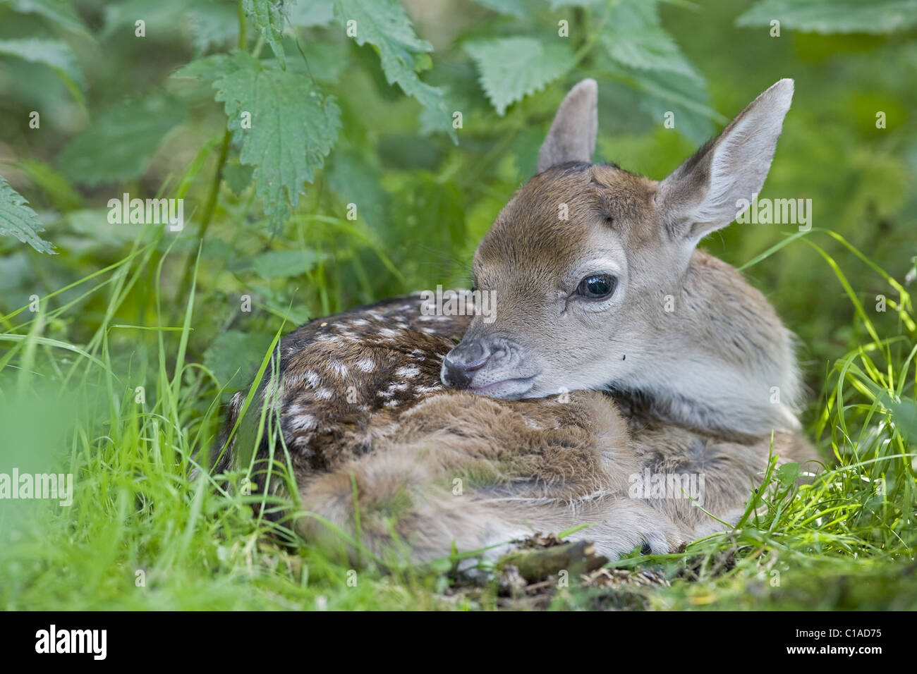 The fawn the hi-res stock photography and images - Alamy