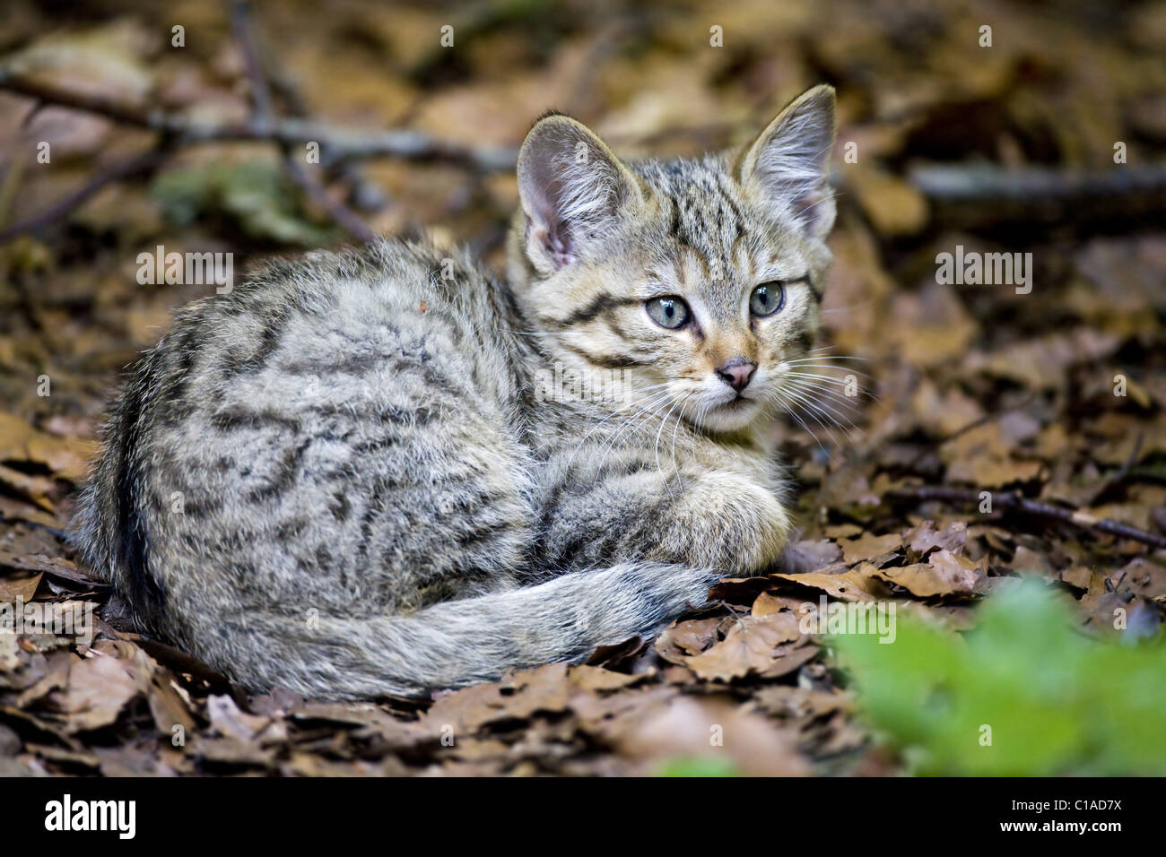 European wildcat kittens hi-res stock photography and images - Alamy