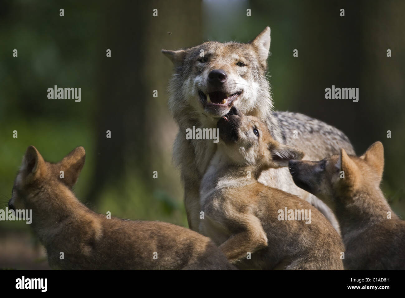 Female grey wolf cub hi-res stock photography and images - Alamy