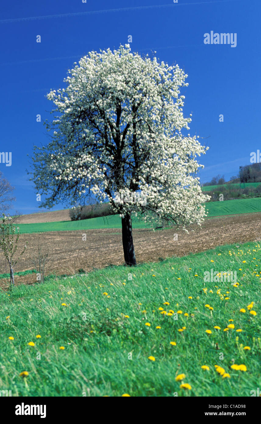 France, Puy de Dome, pear tree in bloom Stock Photo - Alamy