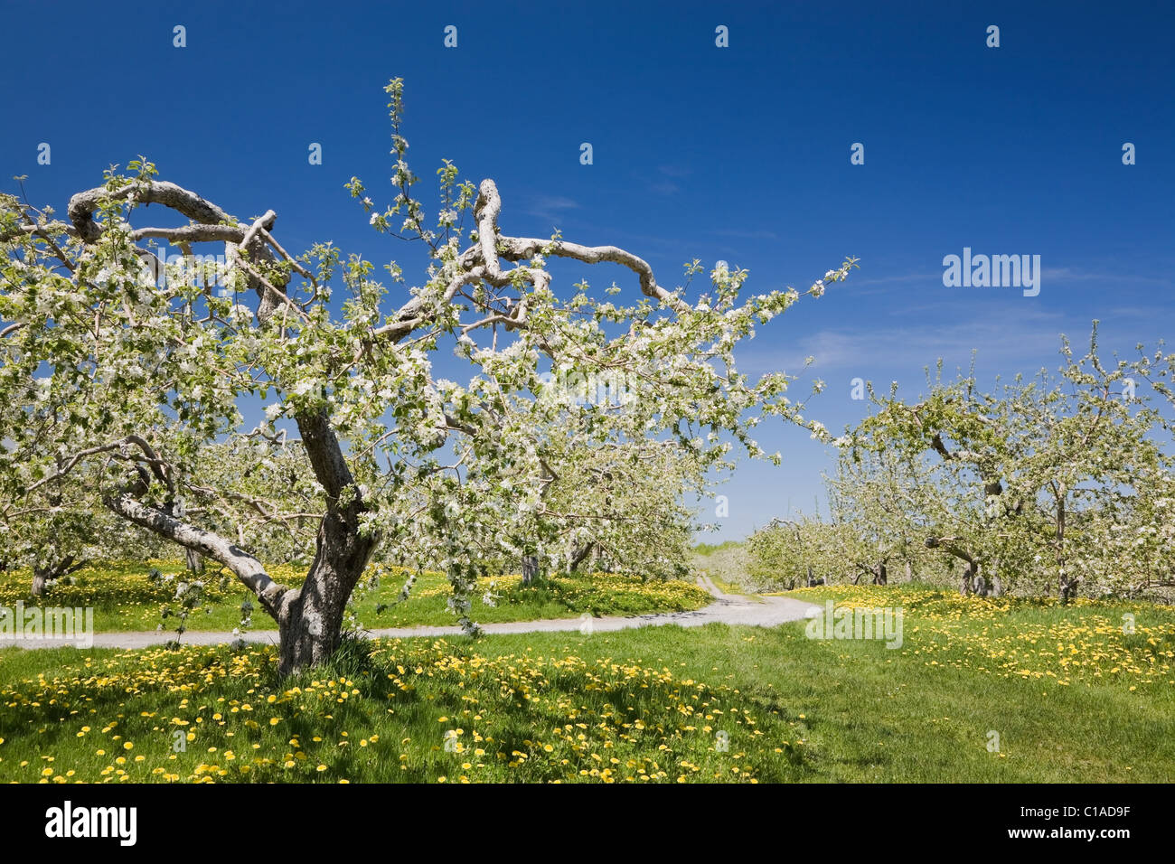 Apple trees in orchard at Spring Stock Photo - Alamy
