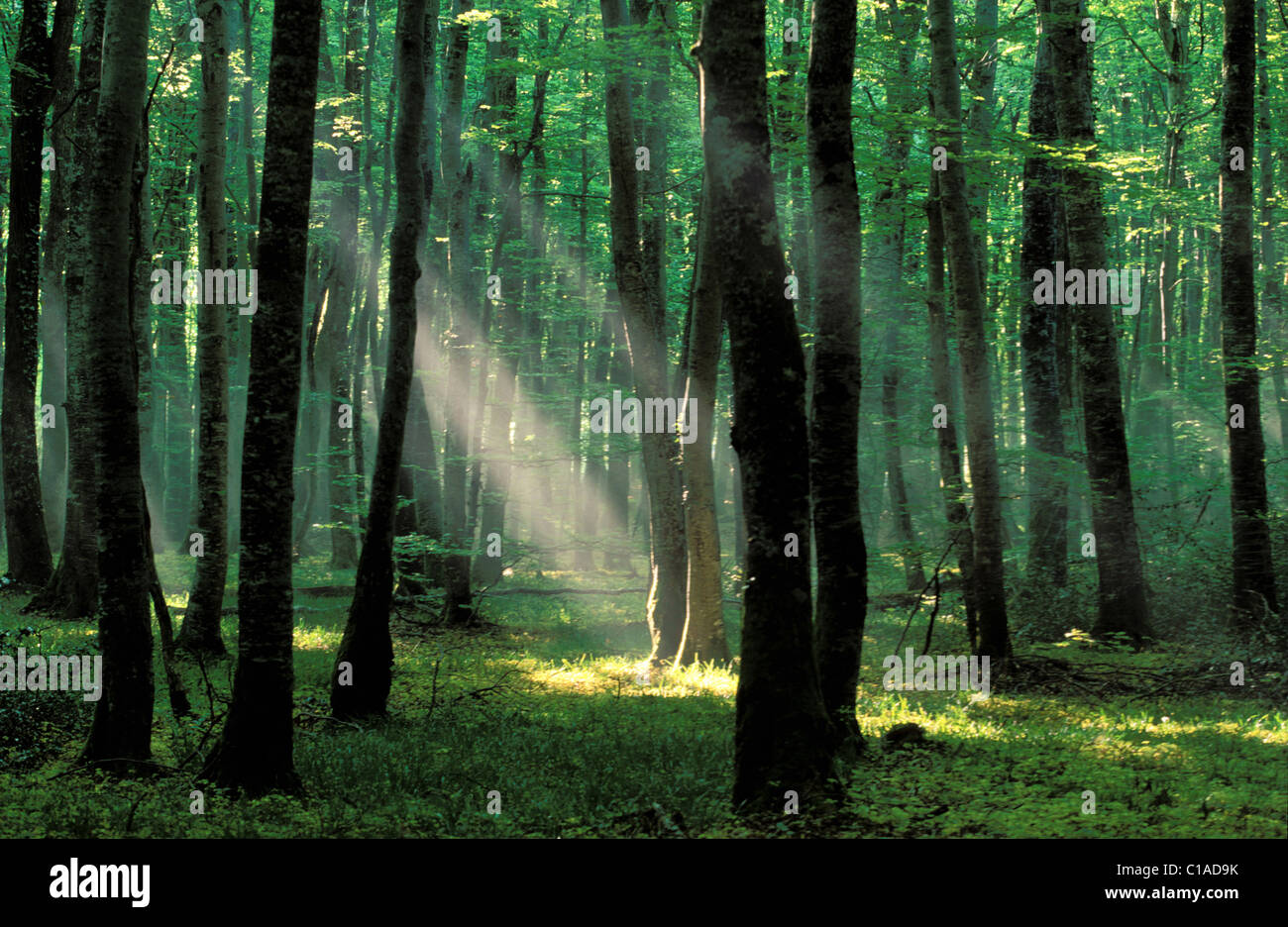 France, Puy de Dome, Livradois Forez Naturel Regional Park, beech tree ...