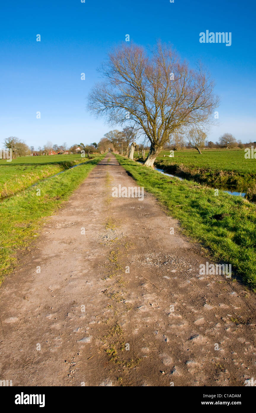 Landscape of the Somerset Levels, UK Stock Photo - Alamy