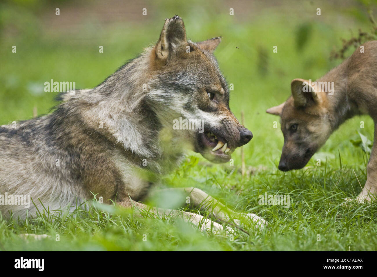 Wildlife wolf hi-res stock photography and images - Alamy