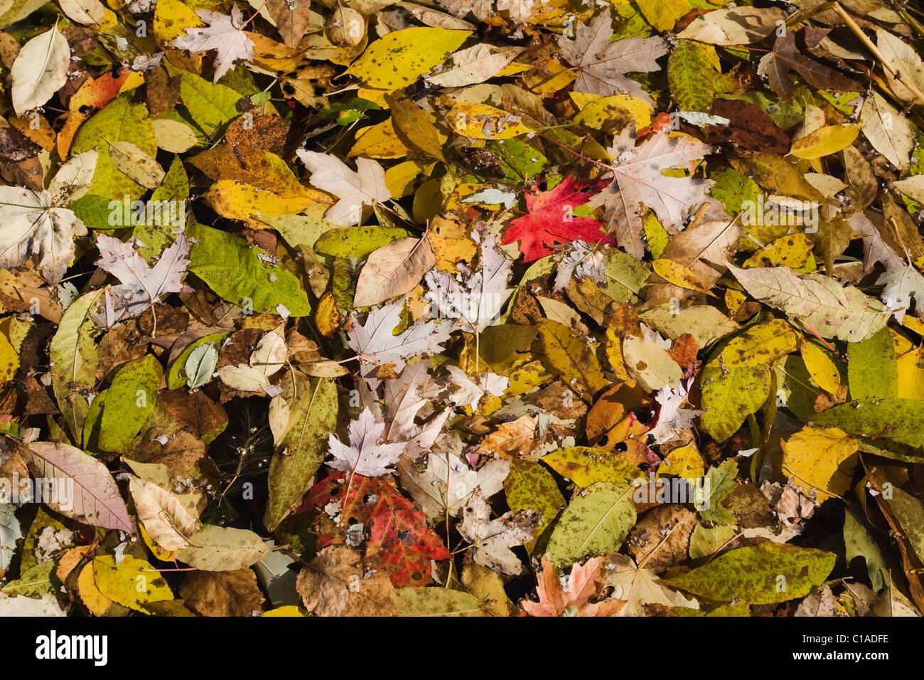 Floating red leaves hi-res stock photography and images - Alamy
