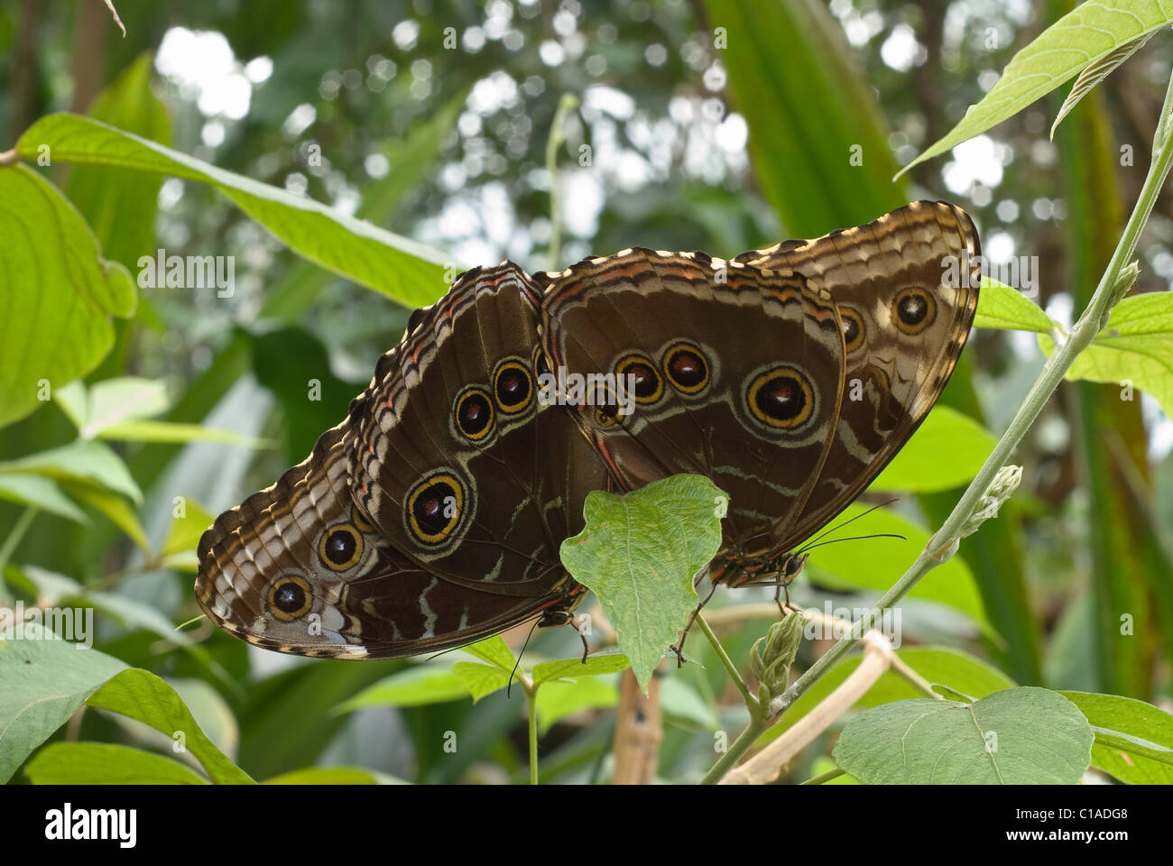 Owl Butterflies of the Genus species Caligo eurilochus Mating Stock ...