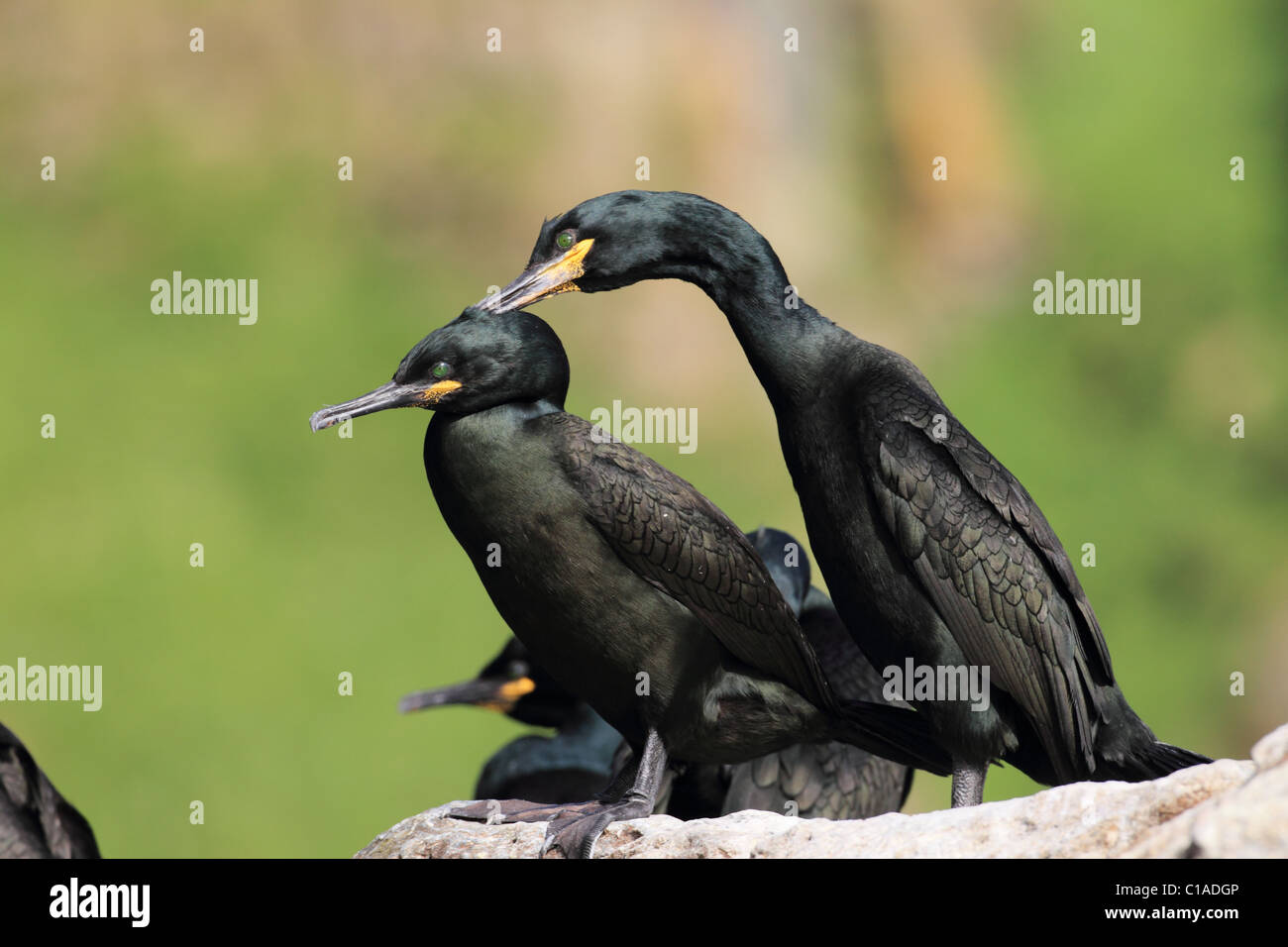 Shags in Norway Stock Photo - Alamy