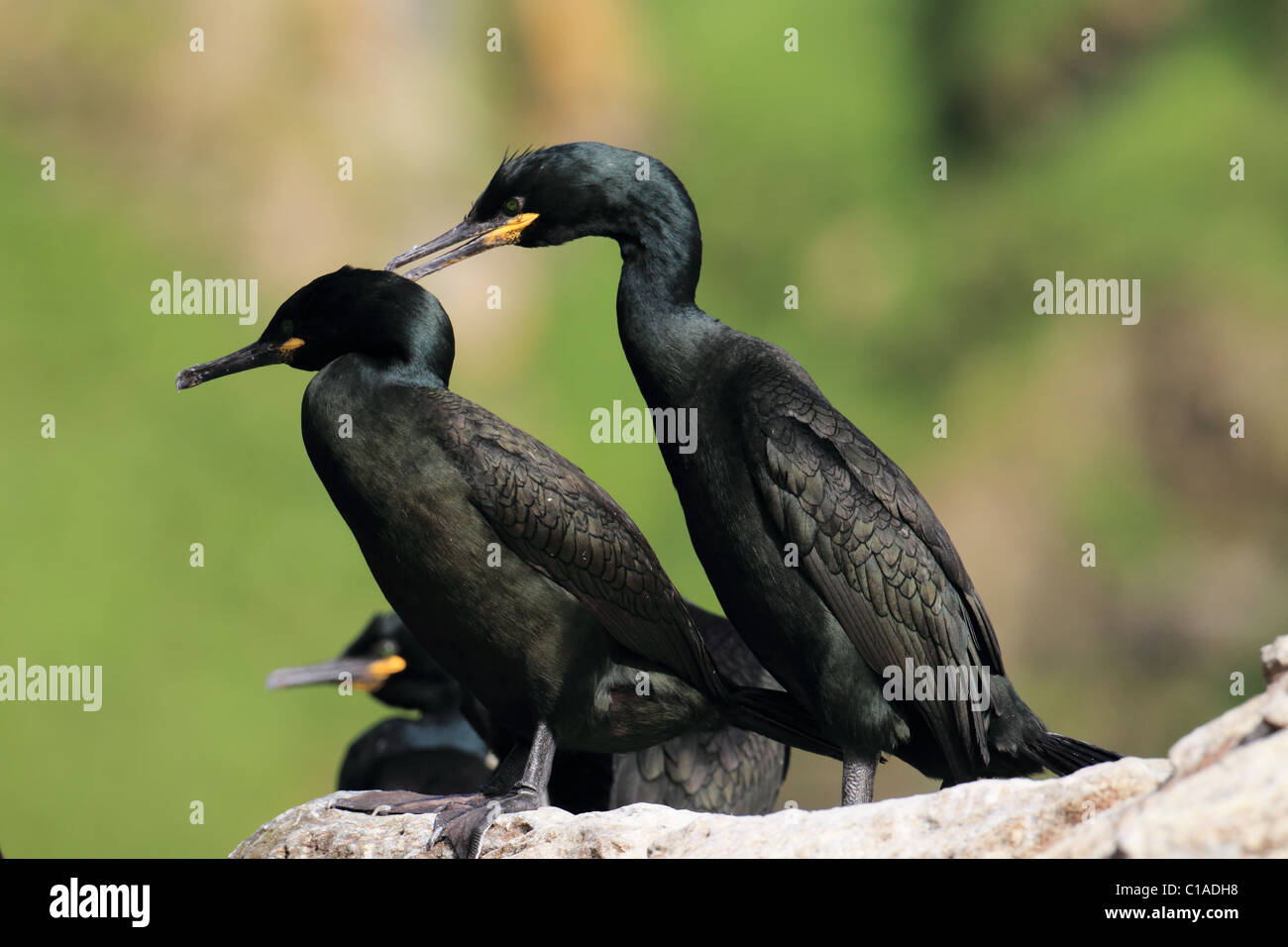 Shags in Norway Stock Photo - Alamy