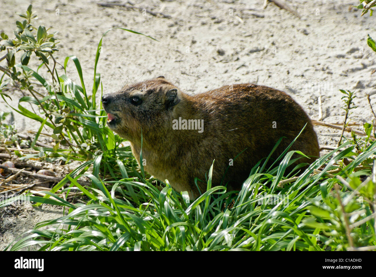 Dassie (rock hyrax), Cape Peninsula, South Africa Stock Photo - Alamy