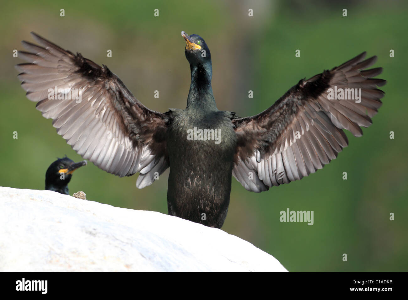 Shags in Norway Stock Photo - Alamy
