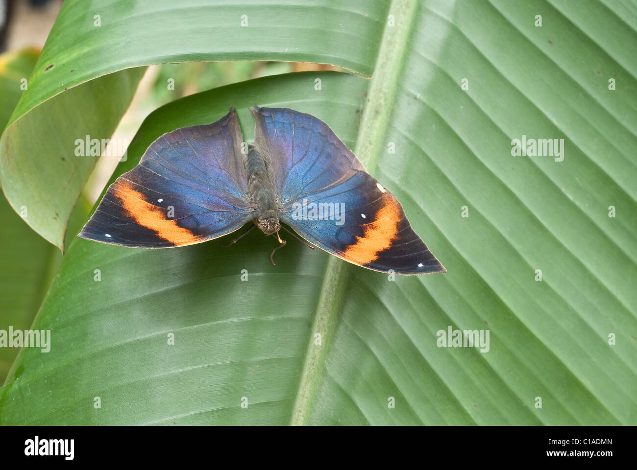 Insect species in southeast asia hi-res stock photography and images ...