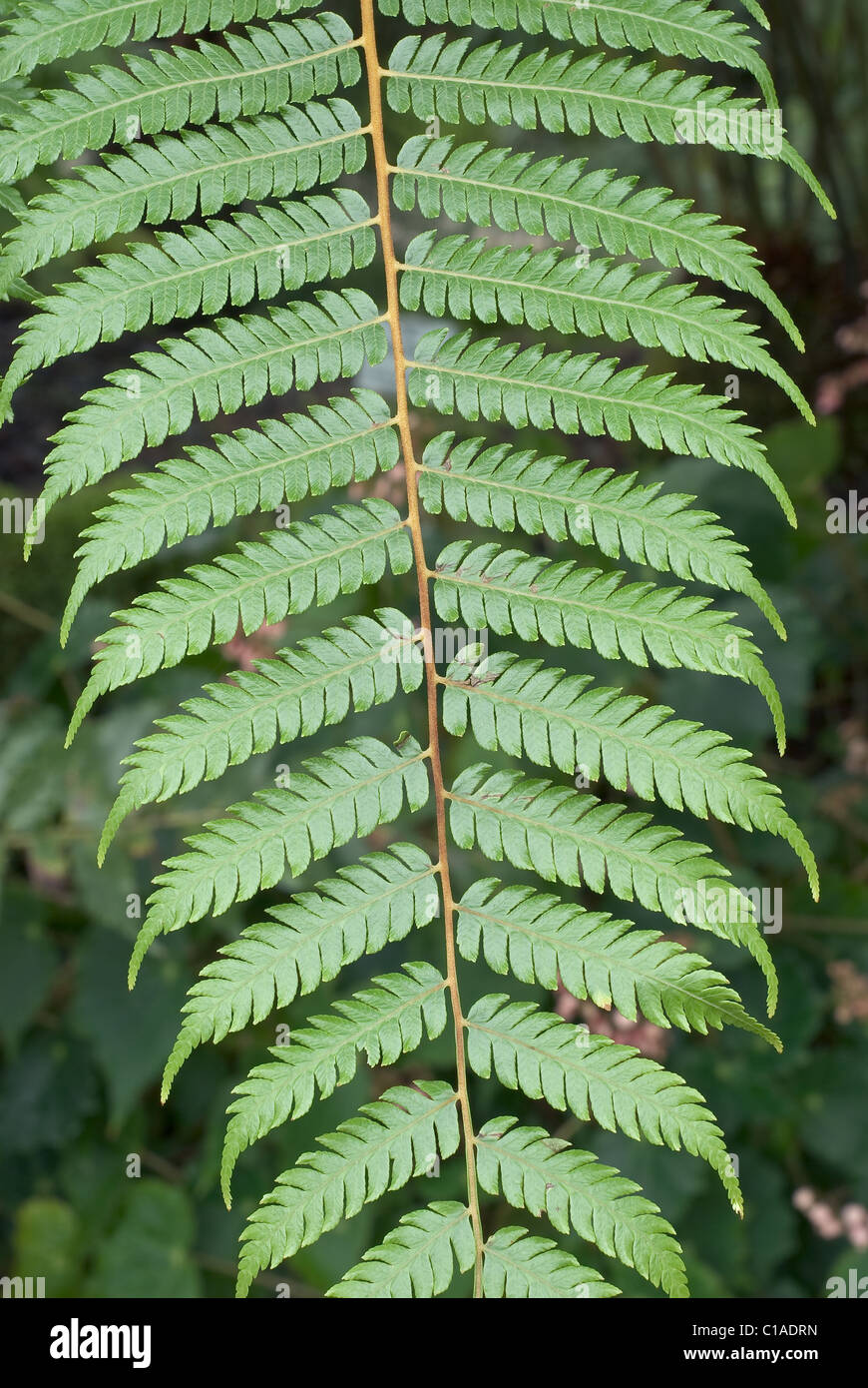 Fern Study with One Stem over Dark Background Stock Photo - Alamy