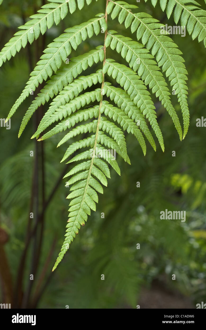 Fern Study with One Stem over Dark Background Stock Photo - Alamy