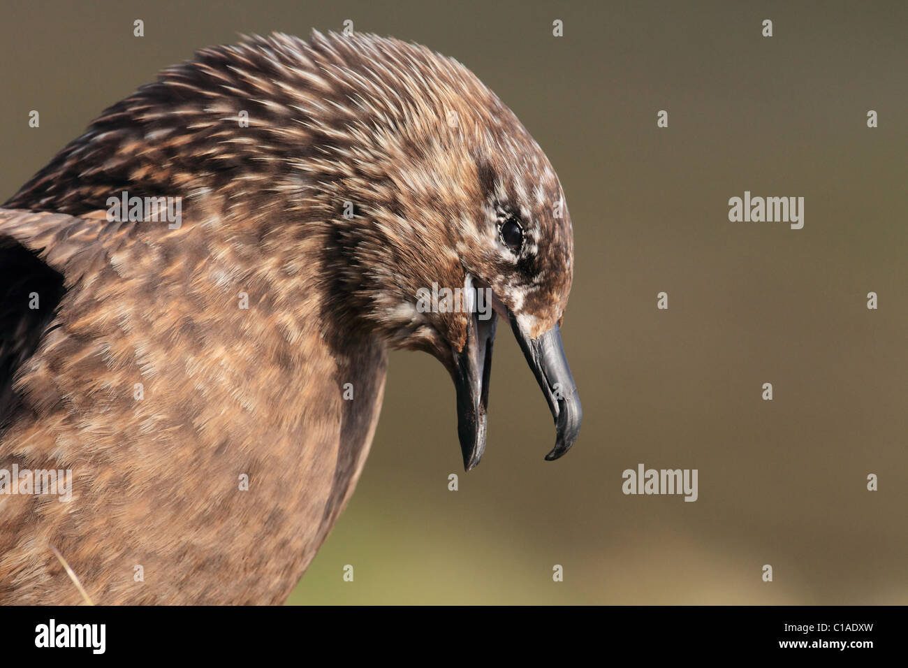 Skua hi-res stock photography and images - Alamy