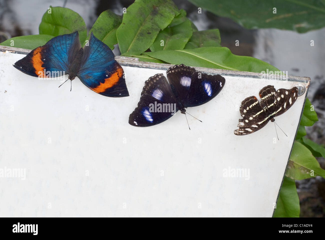 Three butterflies hi-res stock photography and images - Alamy