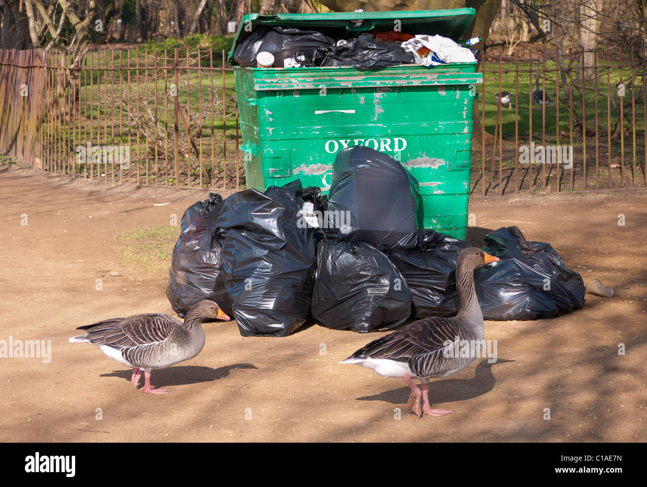 Garbage geese hi-res stock photography and images - Alamy