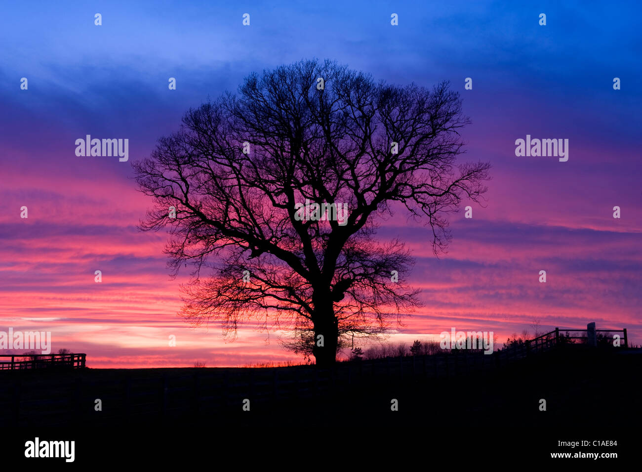 English oak at sunset hi-res stock photography and images - Alamy