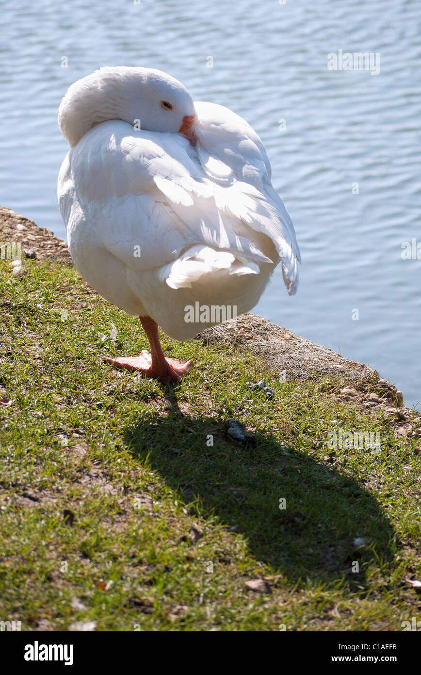 Webbed neck hi-res stock photography and images - Alamy