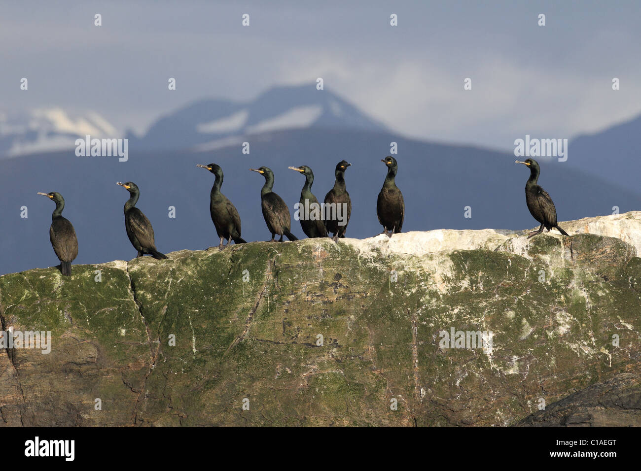 Shags hi-res stock photography and images - Alamy