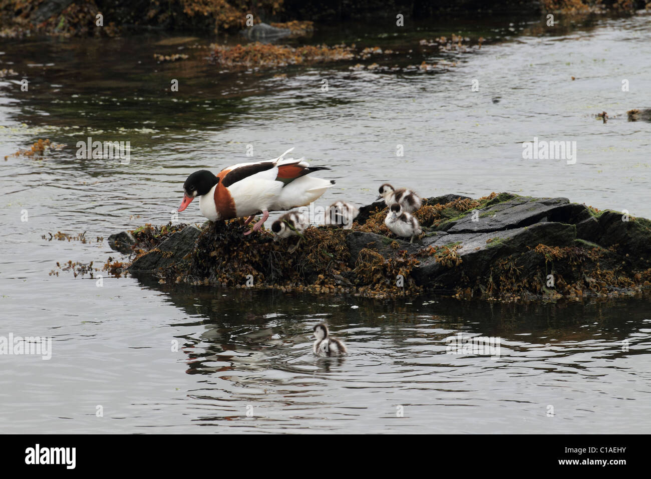 Brant duck with young, Norway Stock Photo - Alamy