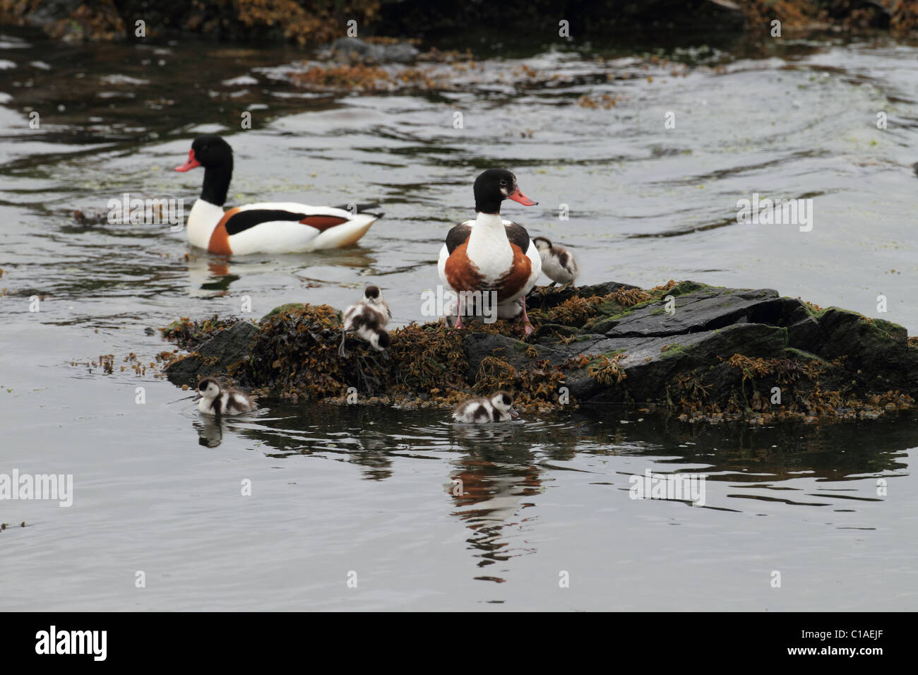 Dutch duck breed hi-res stock photography and images - Alamy
