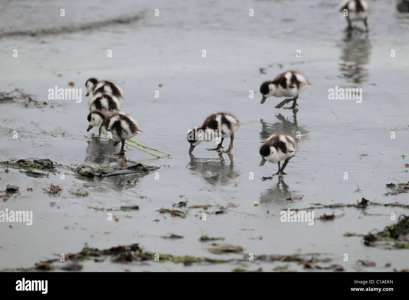 Brant duck with young, Norway Stock Photo - Alamy