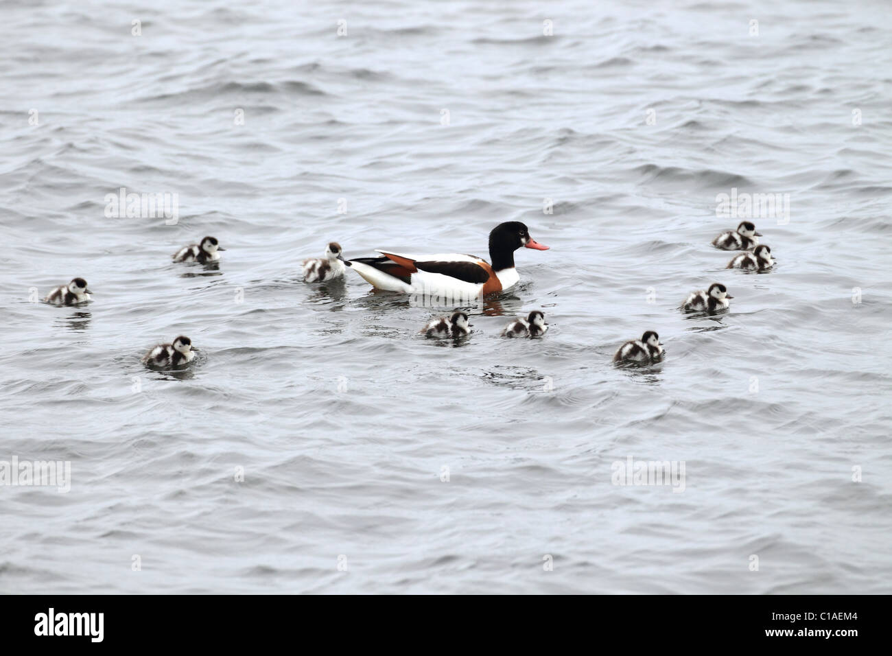 Brant duck with young, Norway Stock Photo - Alamy