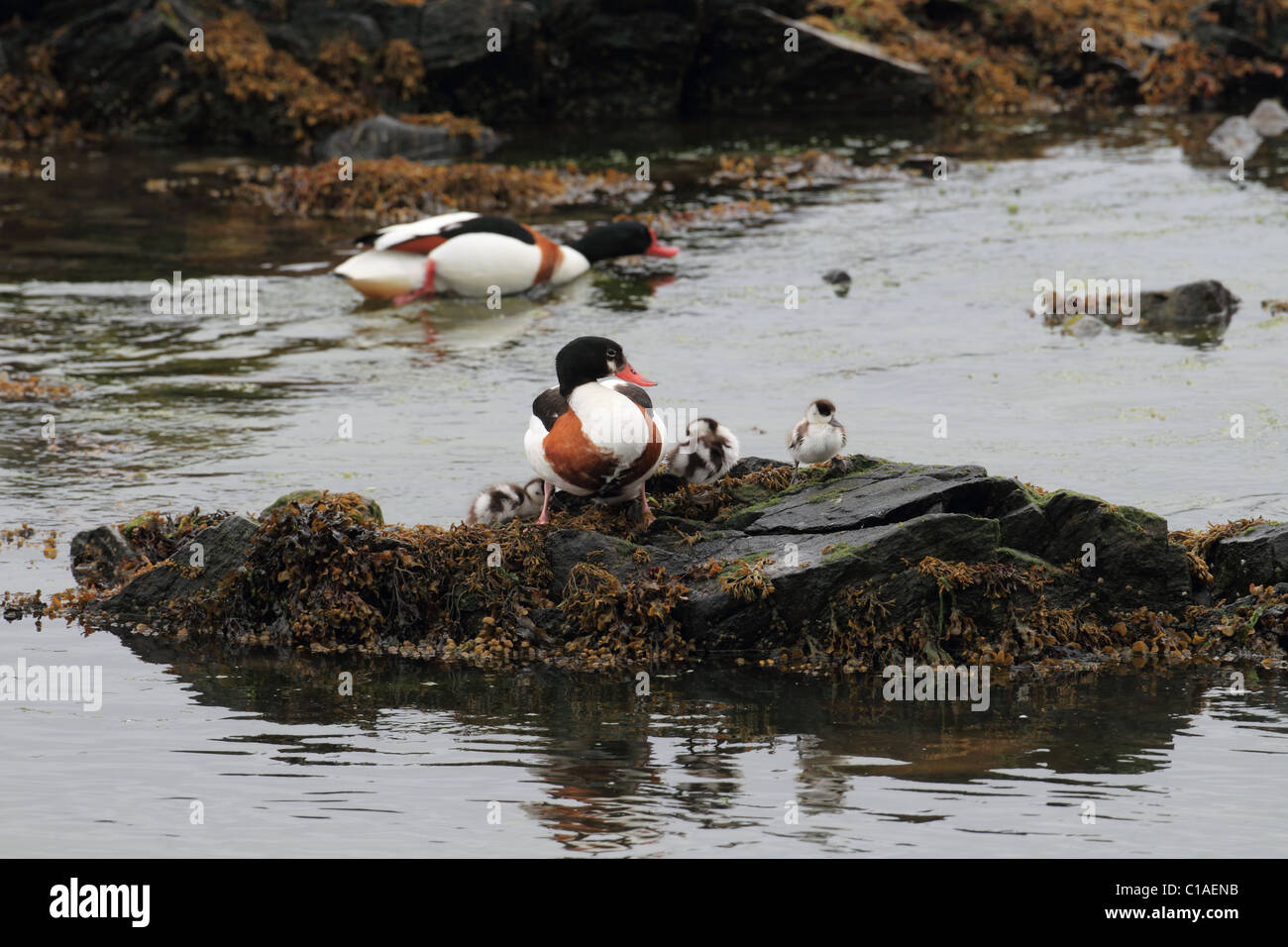Brant duck with young, Norway Stock Photo - Alamy