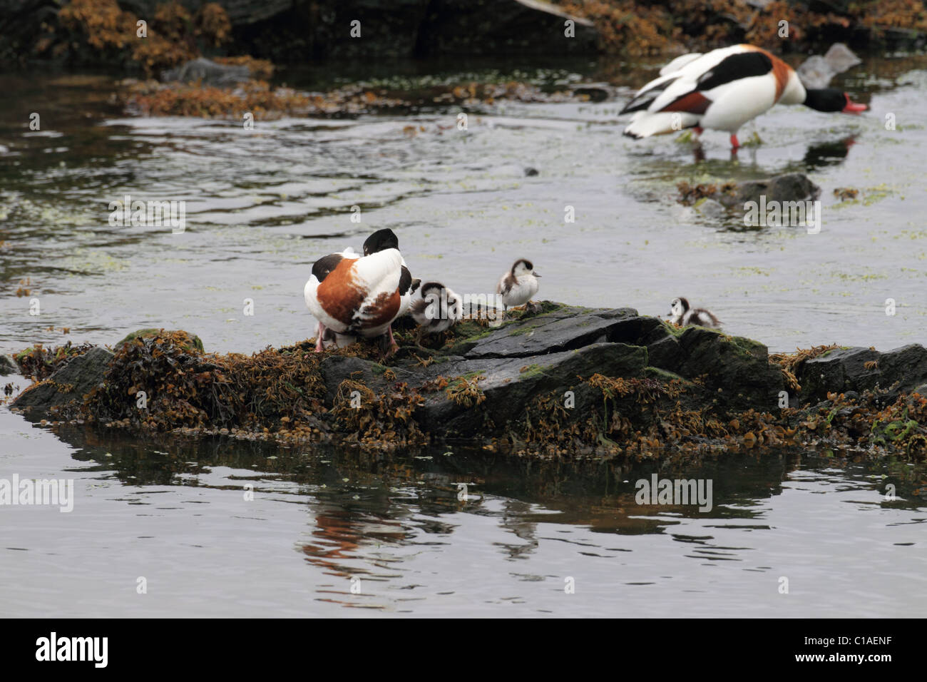Brant duck with young, Norway Stock Photo - Alamy