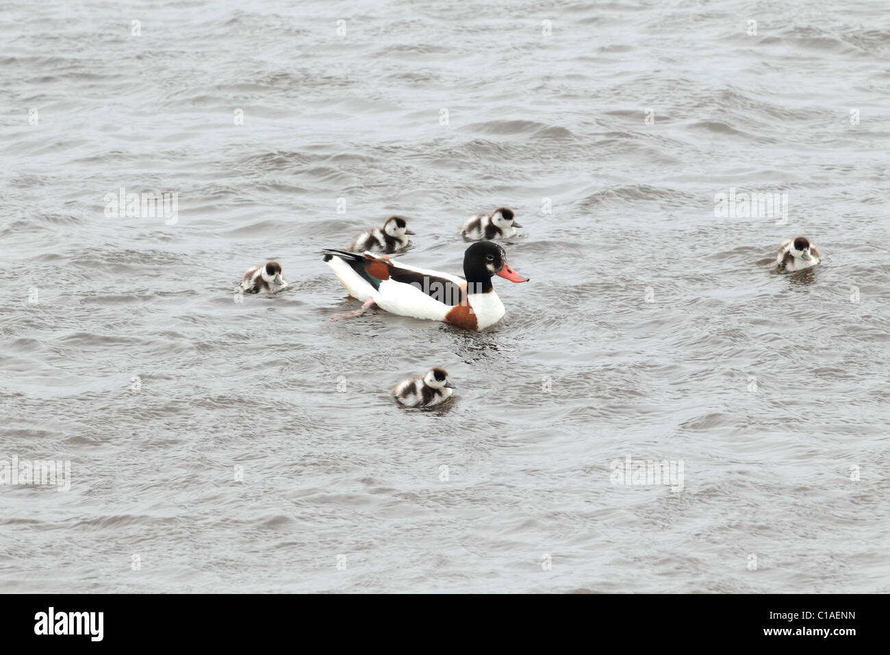 Brant duck hi-res stock photography and images - Alamy