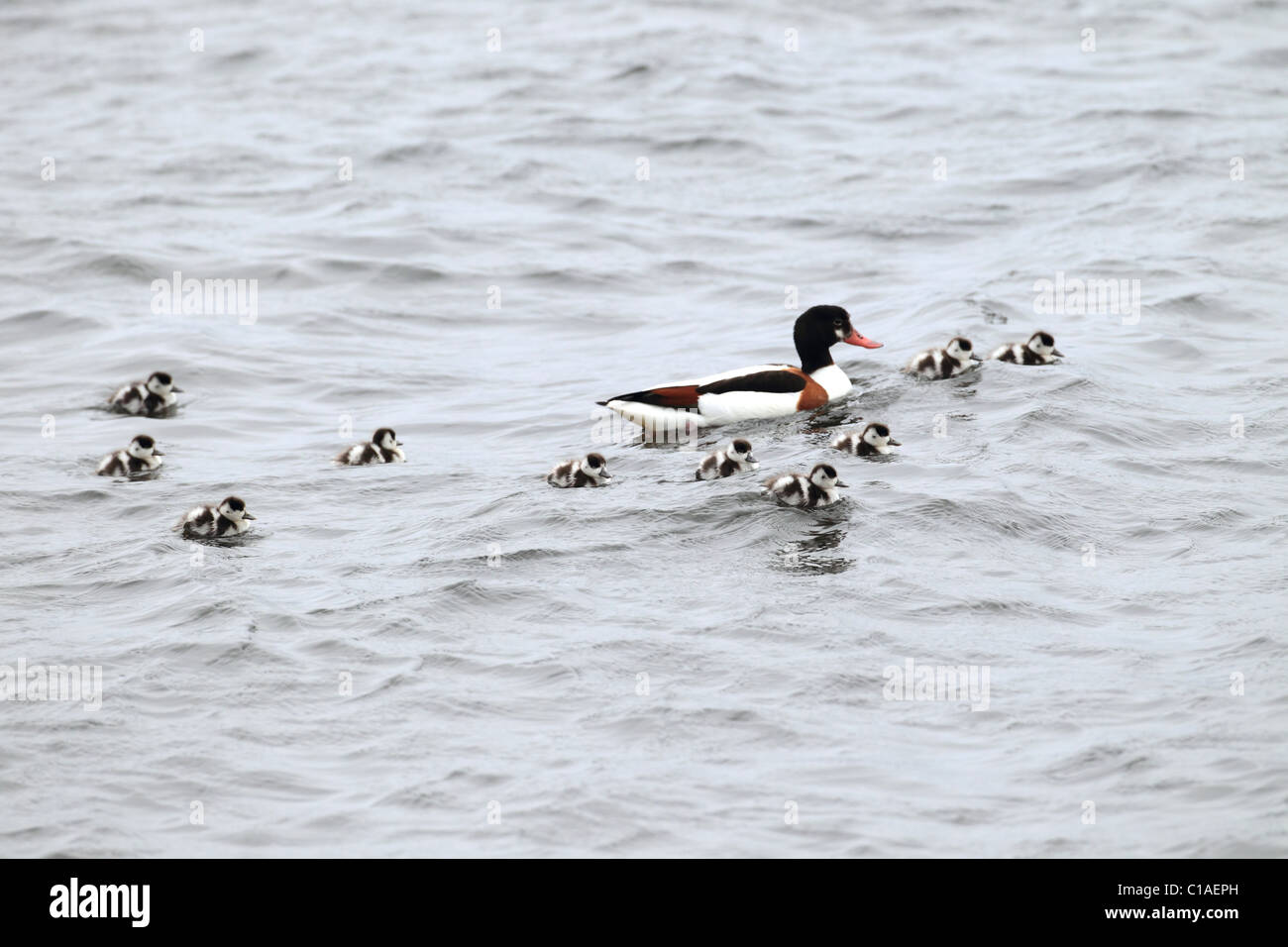 Brant duck with young, Norway Stock Photo - Alamy