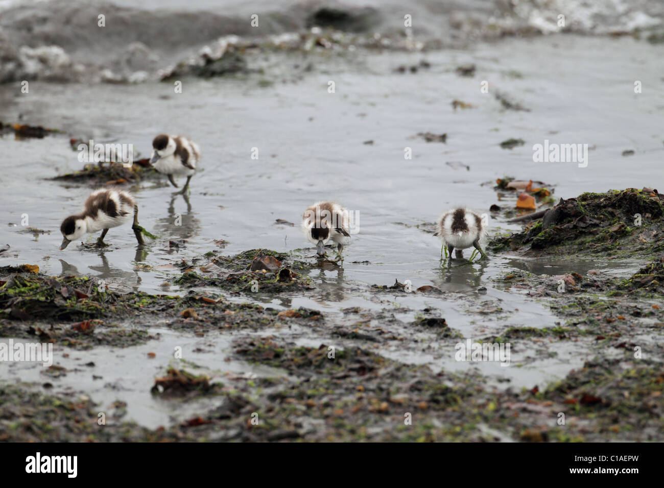 Brant duck hi-res stock photography and images - Alamy