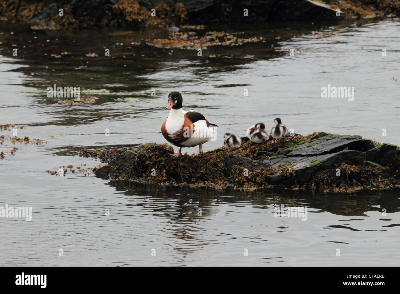 Brant duck with young, Norway Stock Photo - Alamy