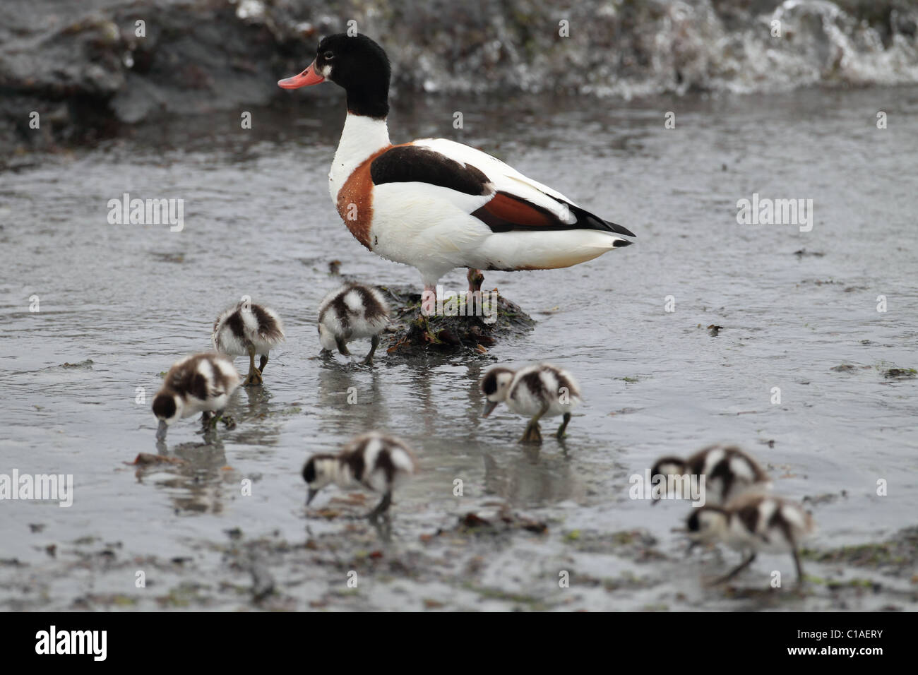 Brant Duck Stock Photos & Brant Duck Stock Images - Alamy