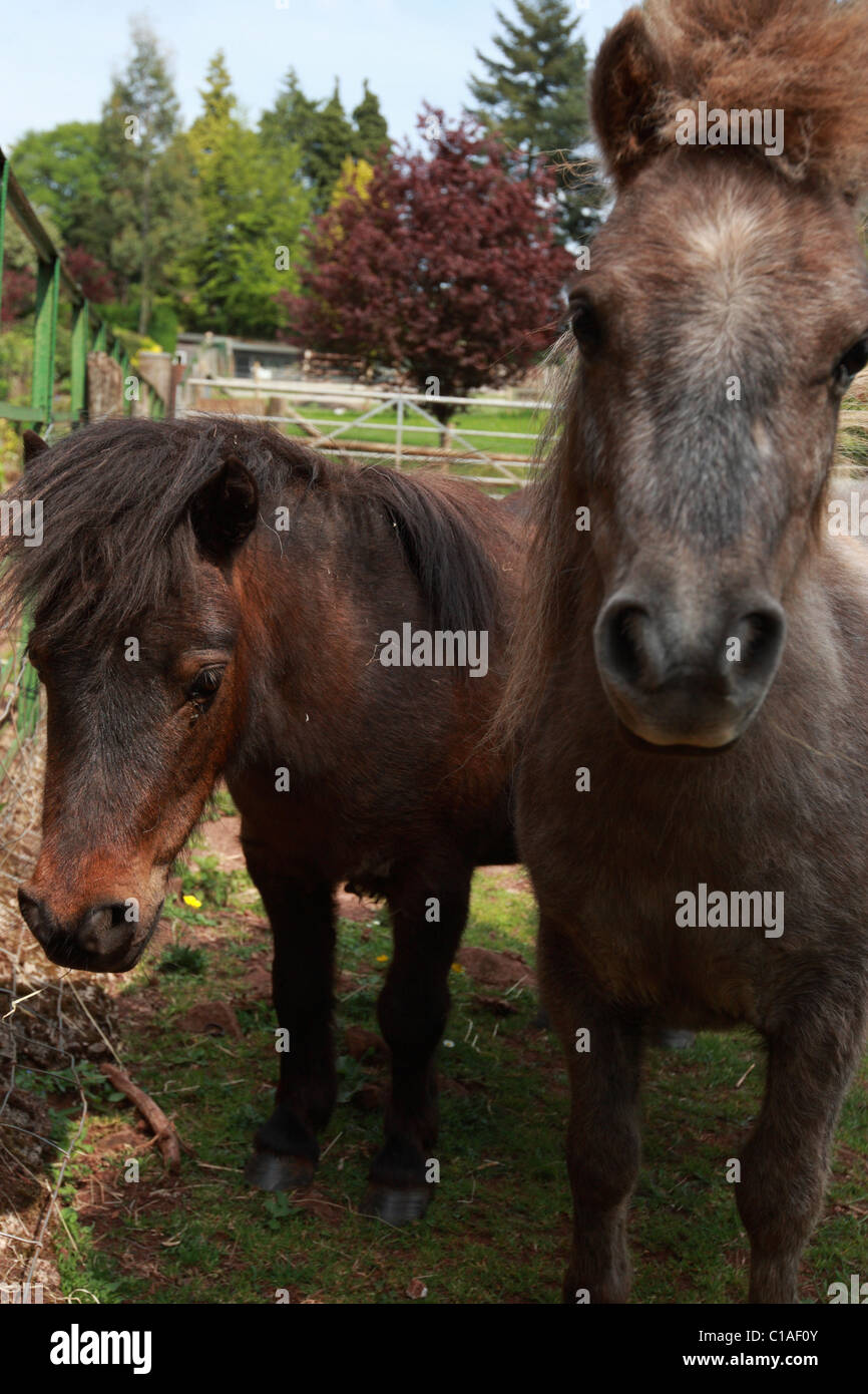Curious shetland pony hi-res stock photography and images - Alamy