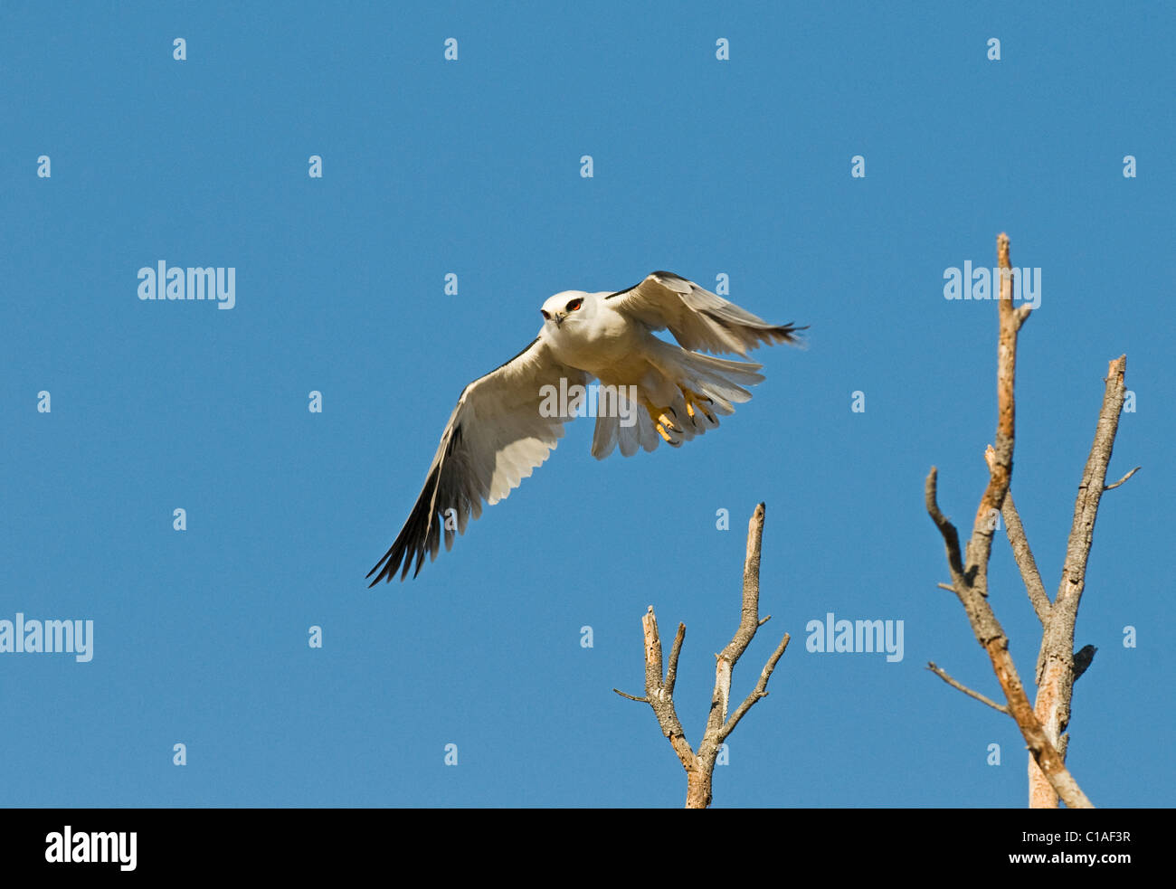 Black-shouldered Kite Elanus notatus Queensland Australia Stock Photo ...