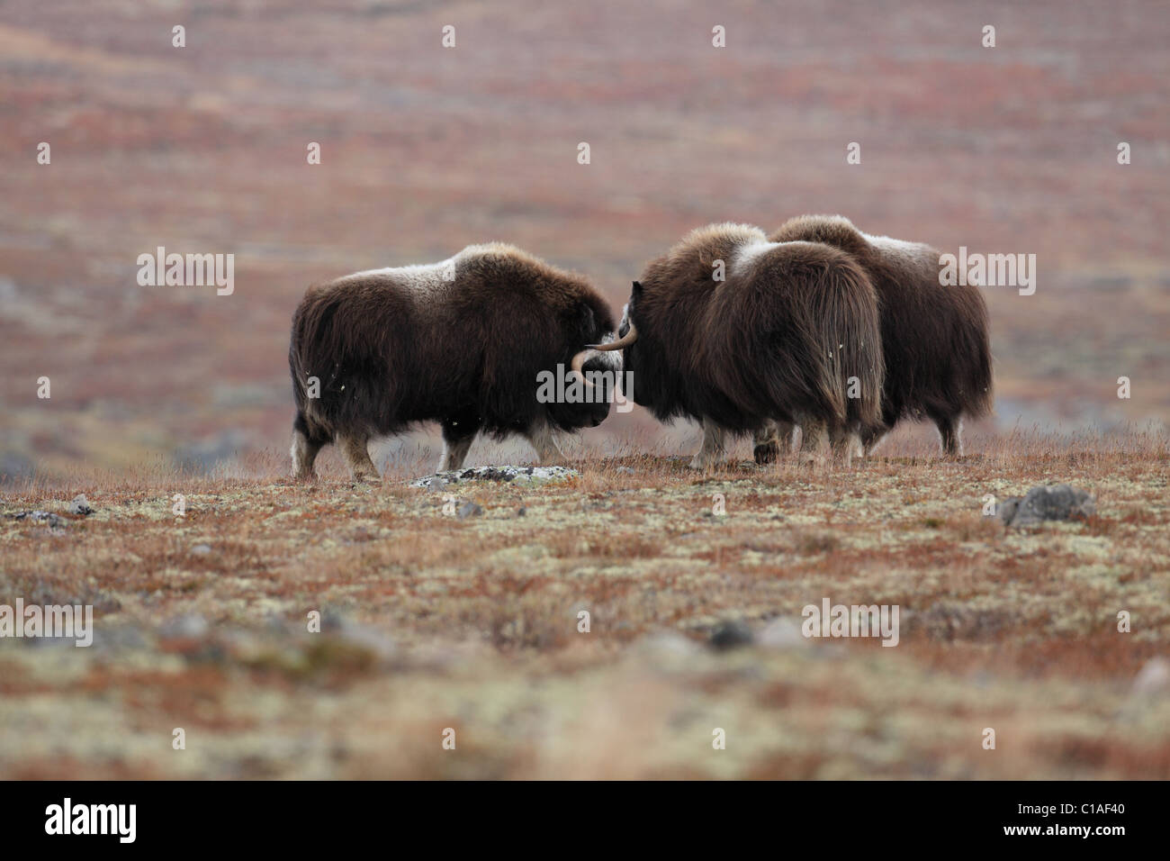 Musk ox fighting fall hi-res stock photography and images - Alamy