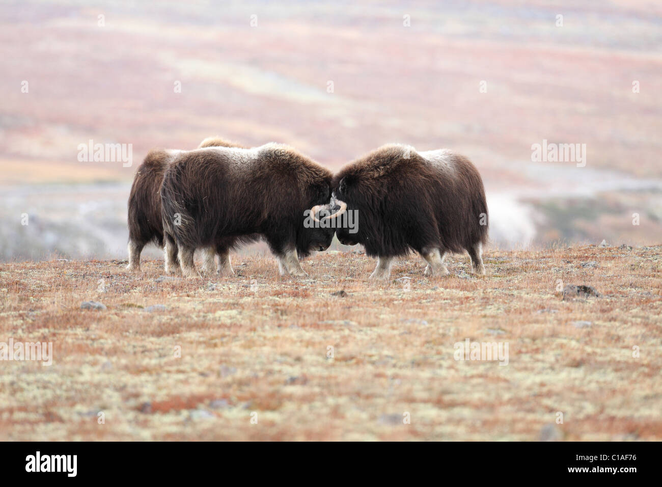 warring young musk ox bull Norway Stock Photo - Alamy