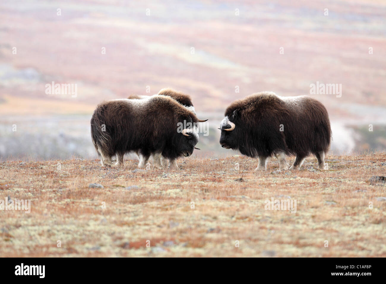warring young musk ox bull Norway Stock Photo - Alamy