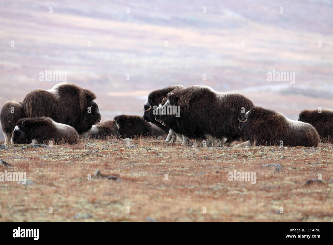 Musk ox herd Norway Dovre Stock Photo - Alamy