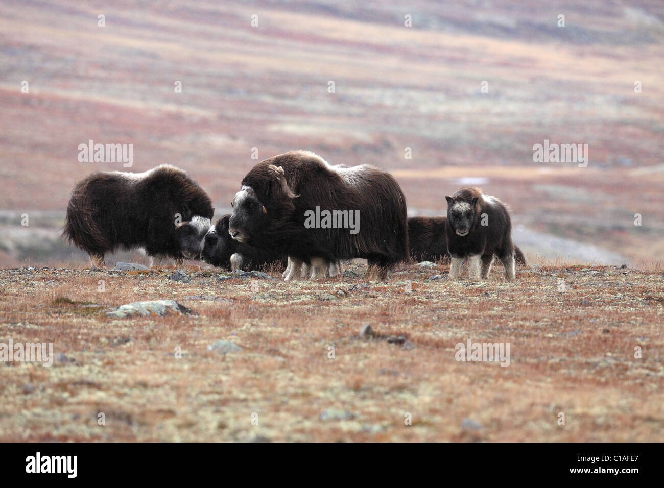 Musk ox herd Norway Dovre Stock Photo - Alamy