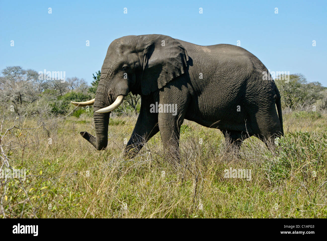 Tembe elephant national park hi-res stock photography and images - Alamy