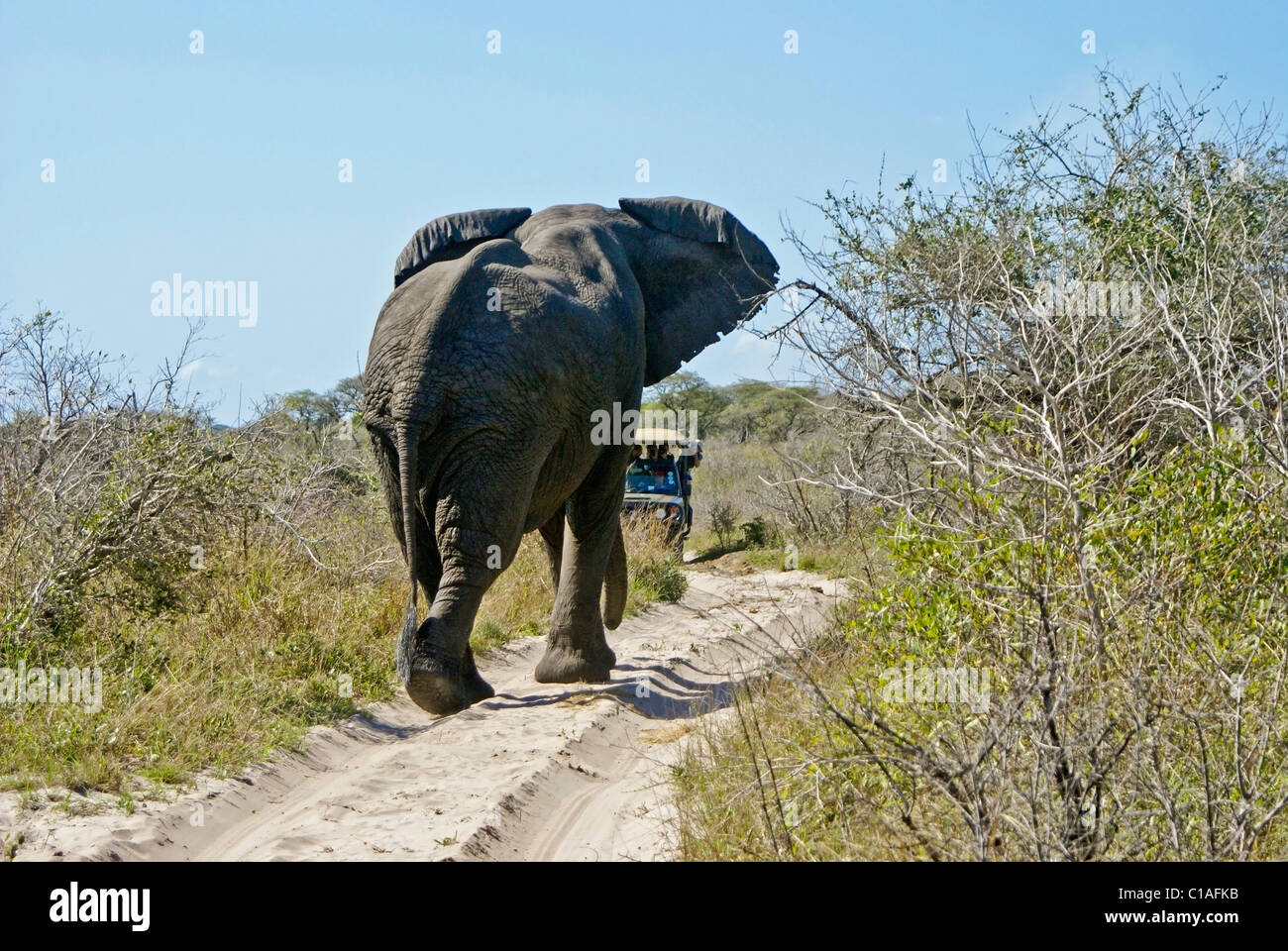 Elephant and car High Resolution Stock Photography and Images - Alamy