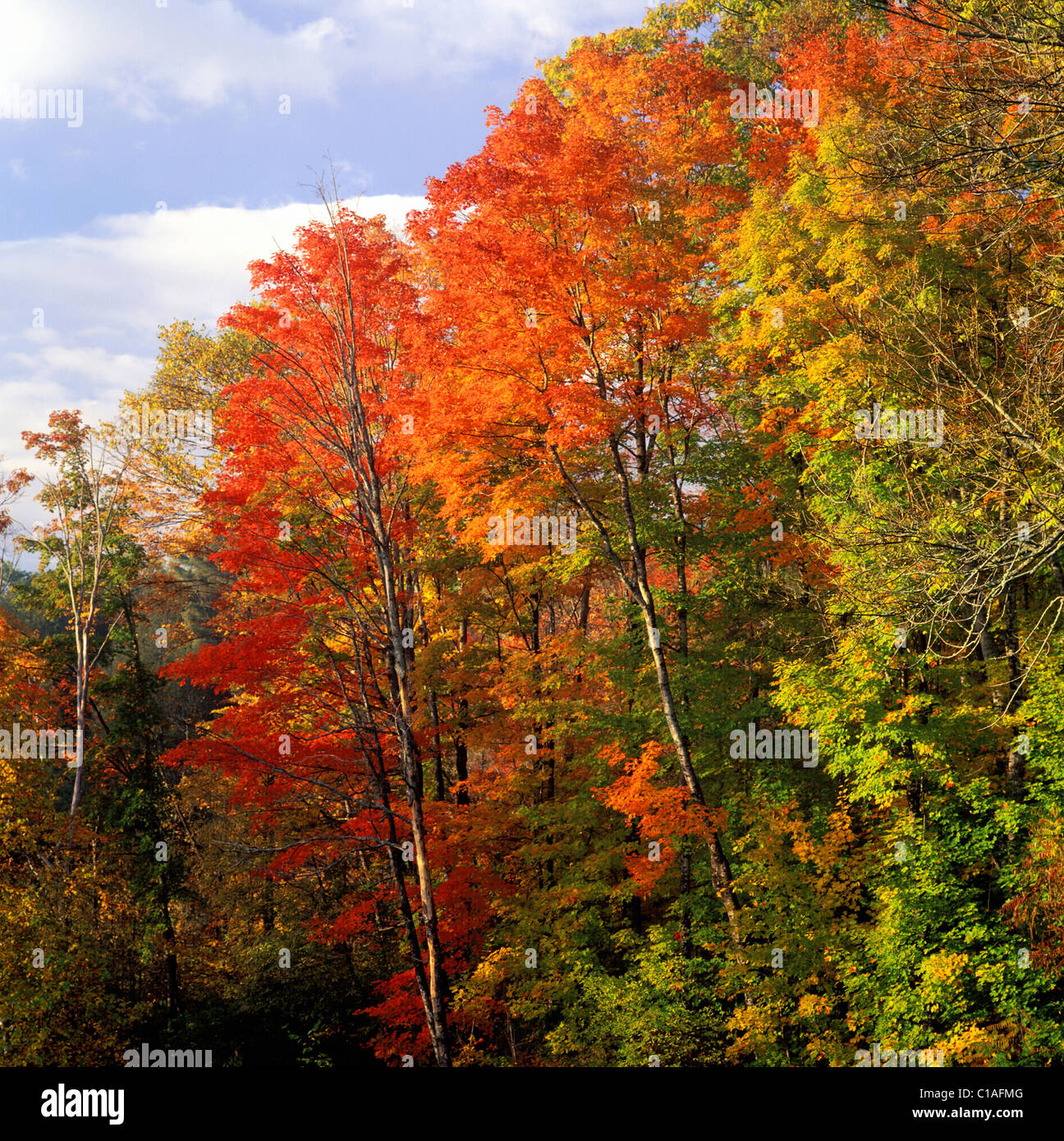 United States, Vermont, wood in autumn Stock Photo - Alamy