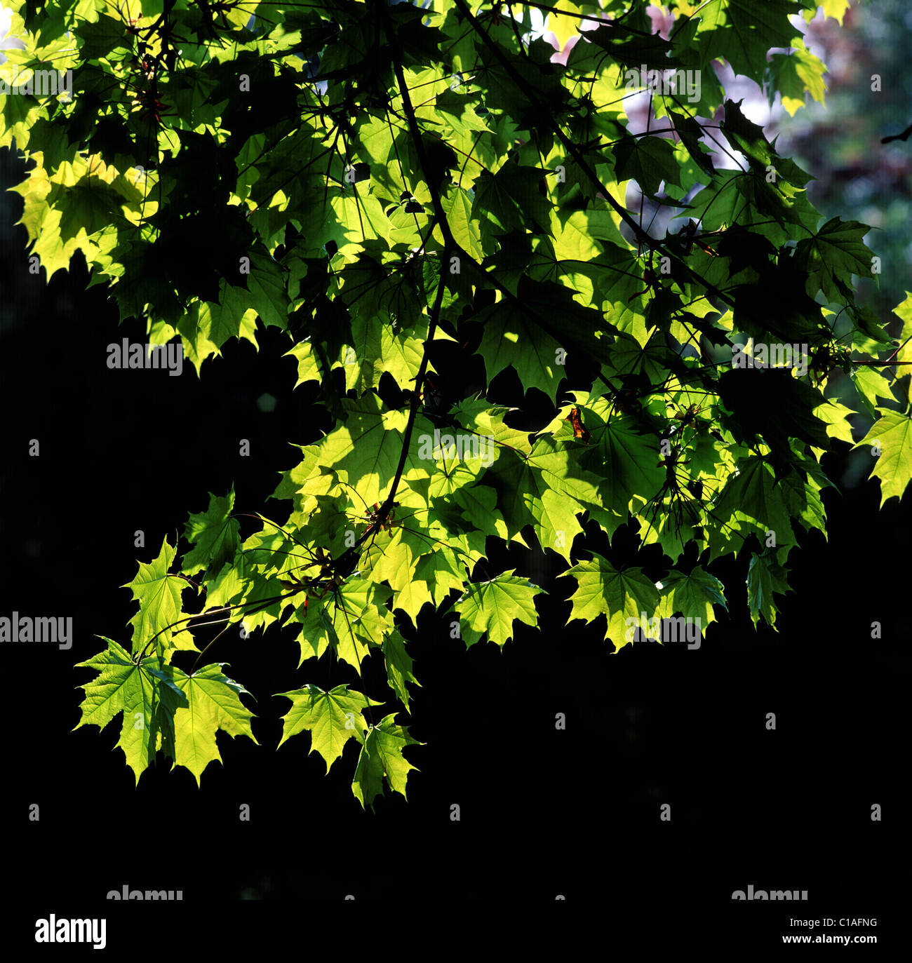 France, maple leaves Stock Photo - Alamy